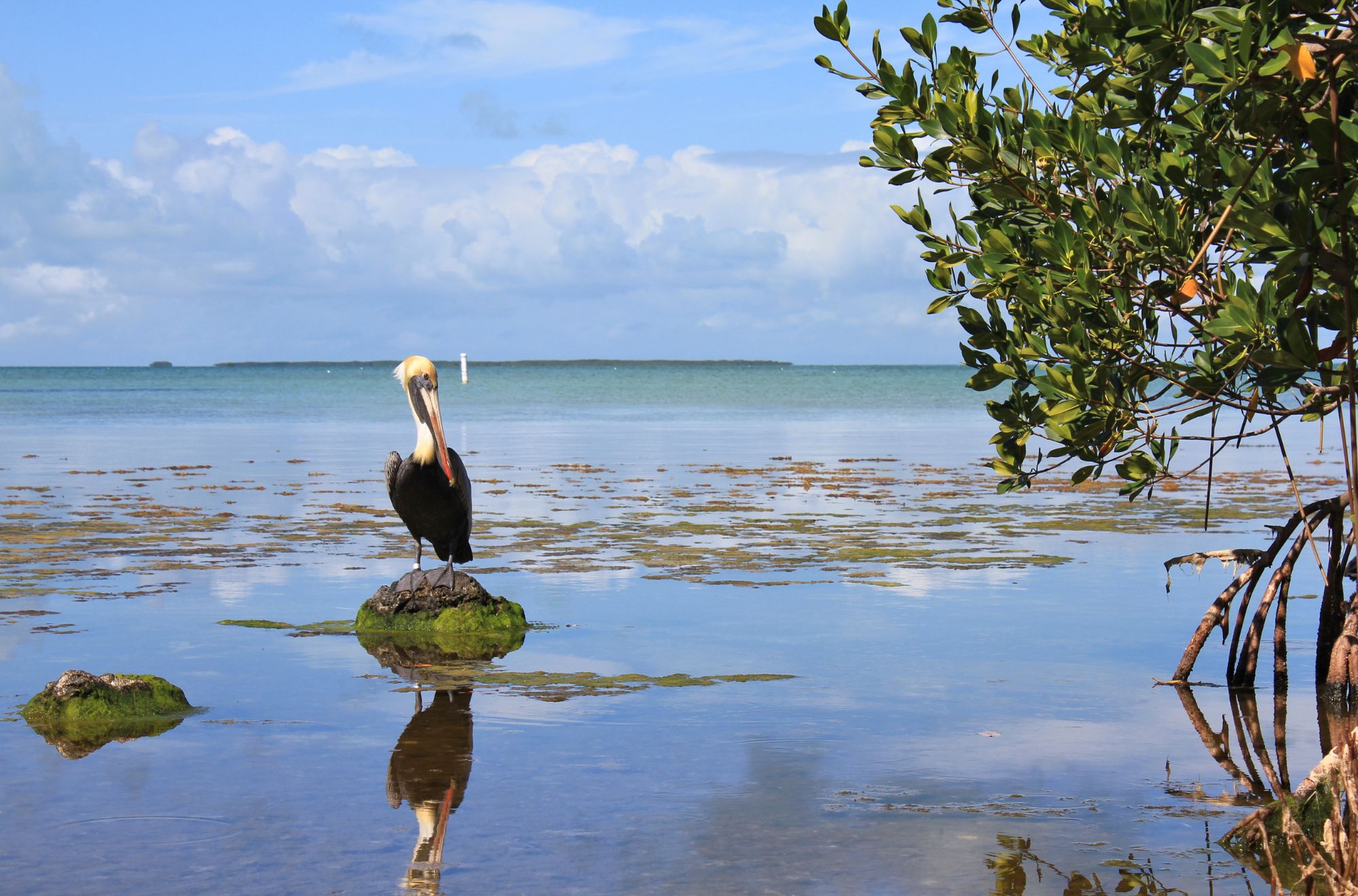 United States of America - Ecology Prime