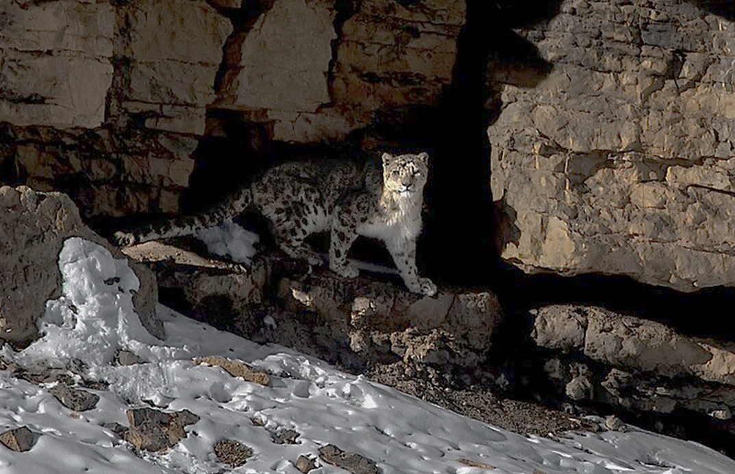 Snow Leopard - Ecology Prime