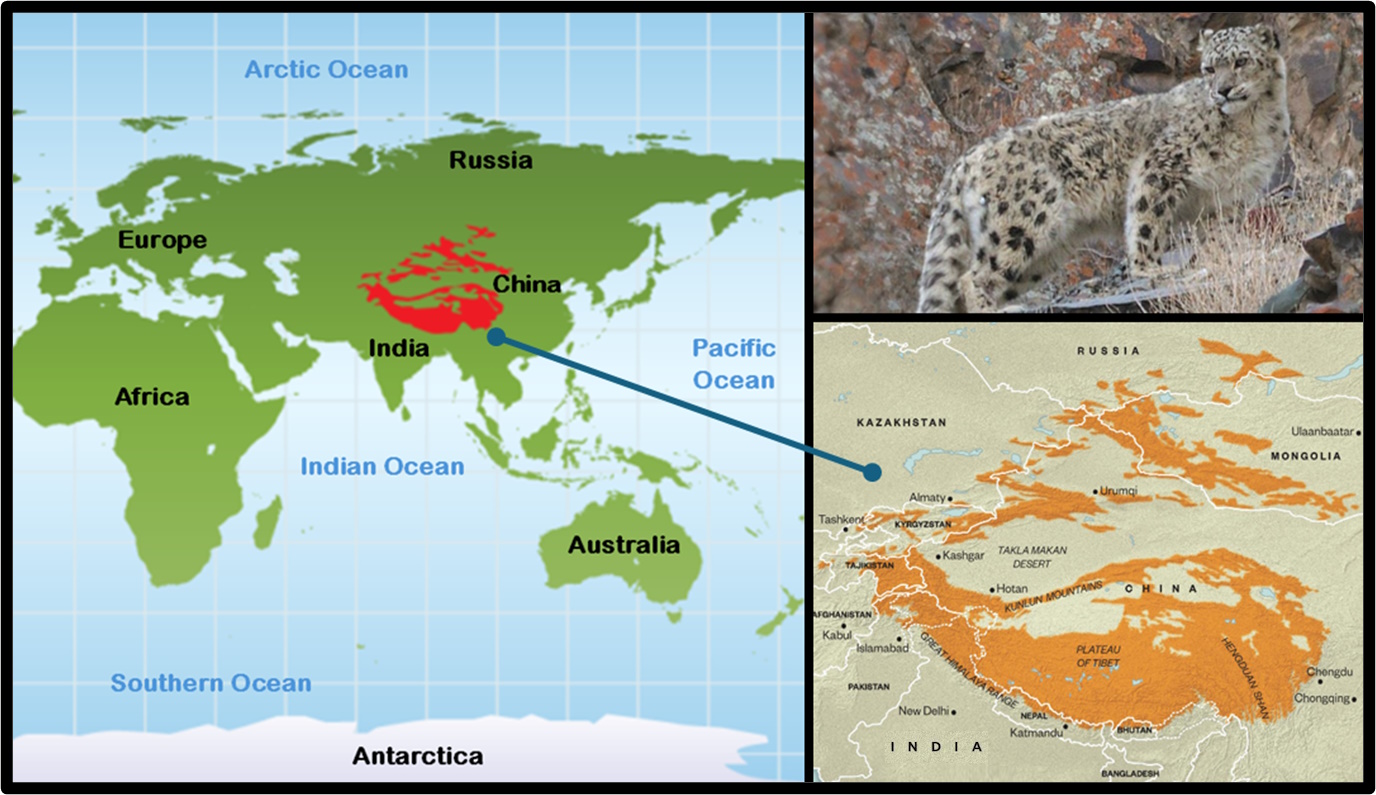 Snow Leopard - Ecology Prime